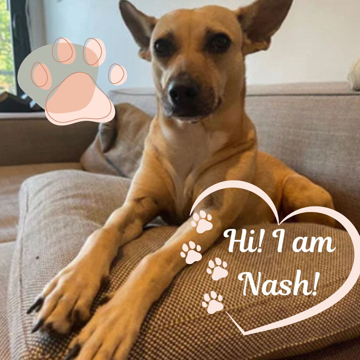 Where Can I Buy The Best High Value Treats For Dogs? - Shop With Me Mama