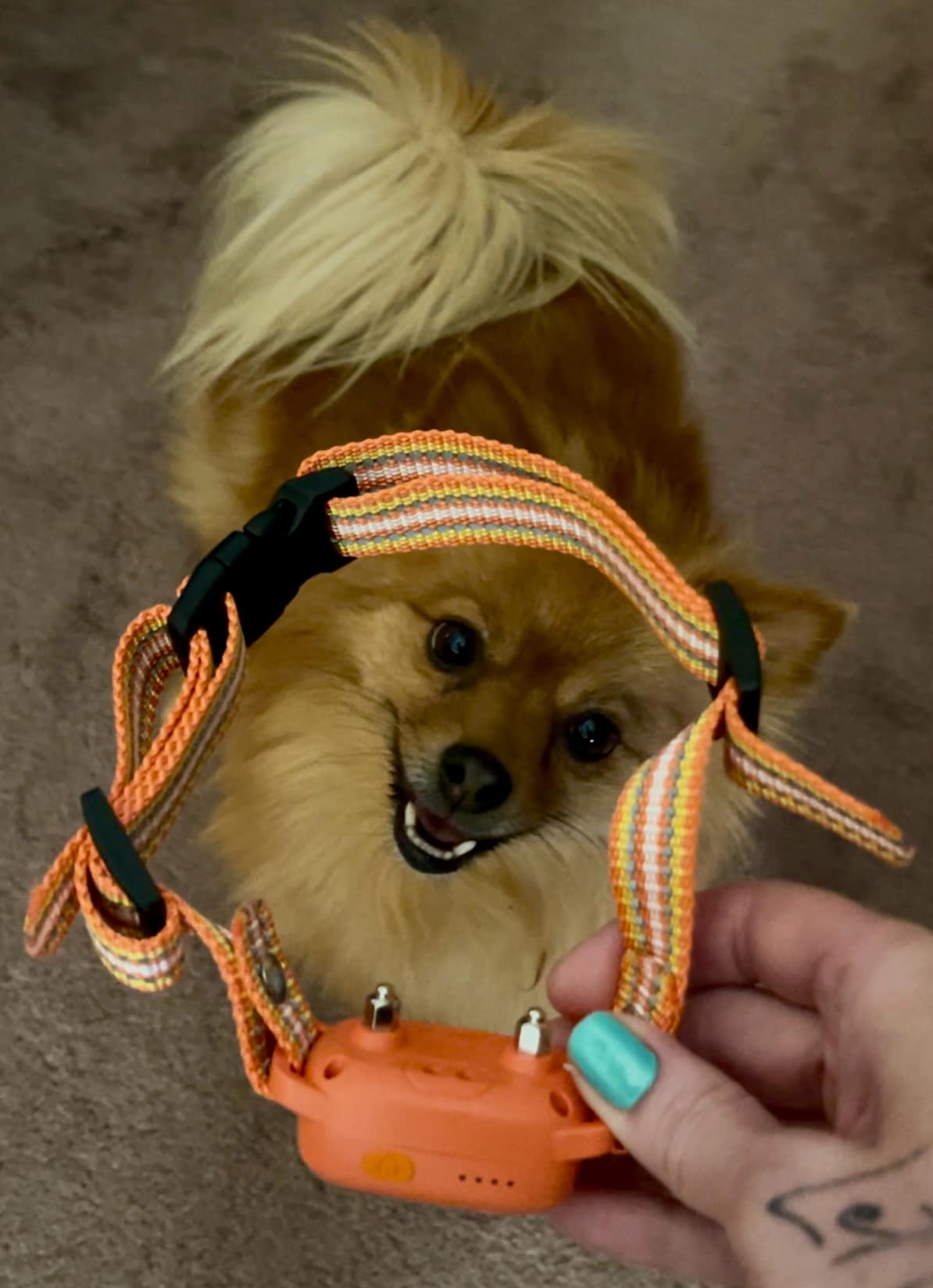 Training Your Dog with an E Collar With The Jugbow Watch & Collar ...